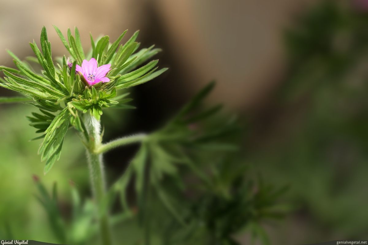 Geranium dissectum - Géranium découpé - Génial Végétal
