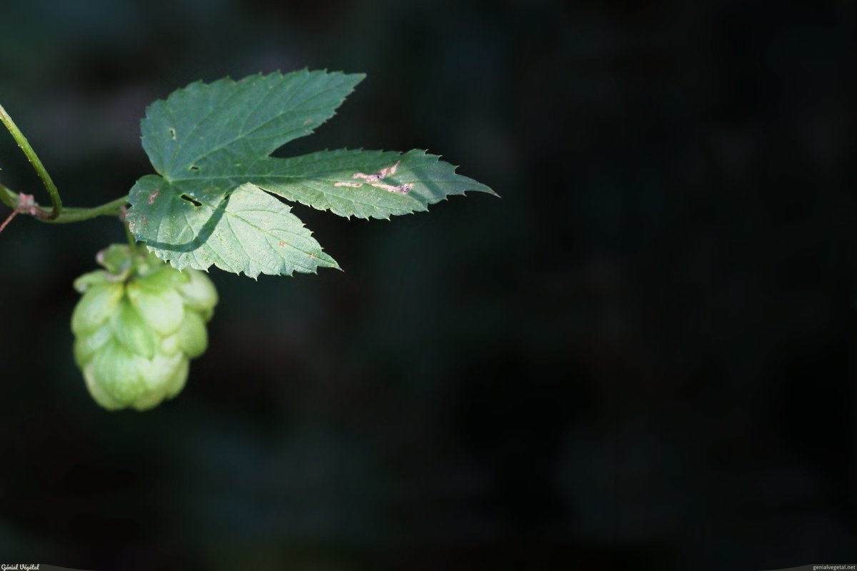 Humulus lupulus - Houblon - Génial Végétal