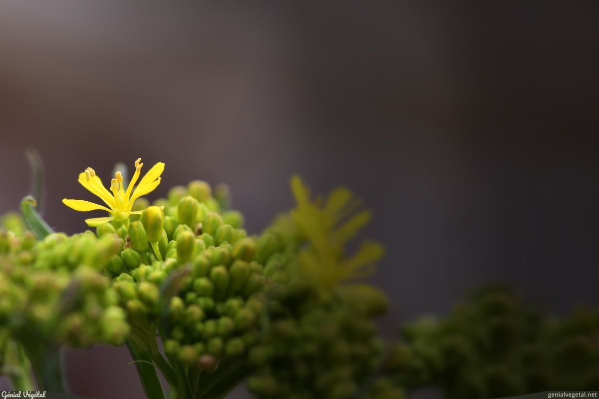 Plantes du genre Isatis, Brassicacées -Crucifères- - Génial Végétal
