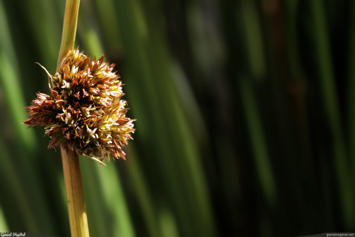 Juncus conglomeratus - Jonc aggloméré - Génial Végétal
