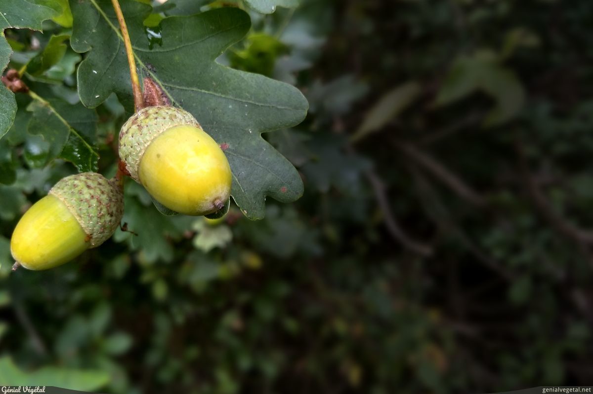 Quercus robur - Chêne pédonculé - Génial Végétal