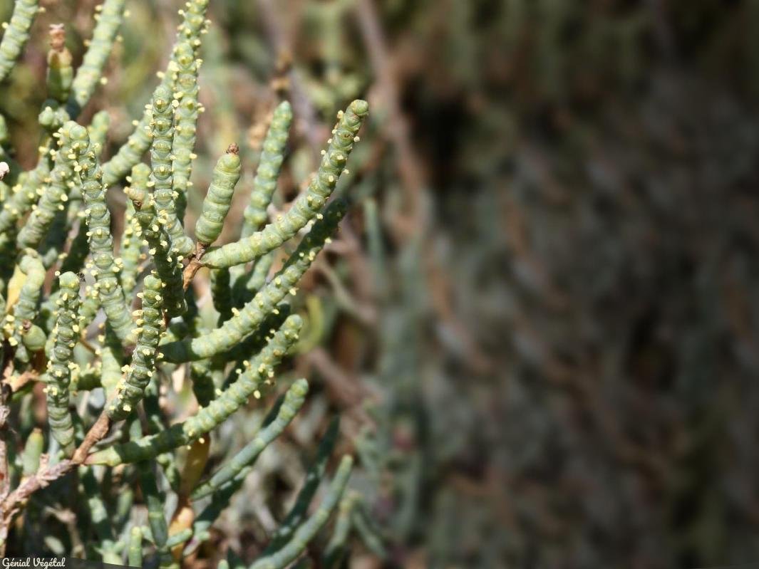 Sarcocornia fruticosa - Salicorne ligneuse - Génial Végétal